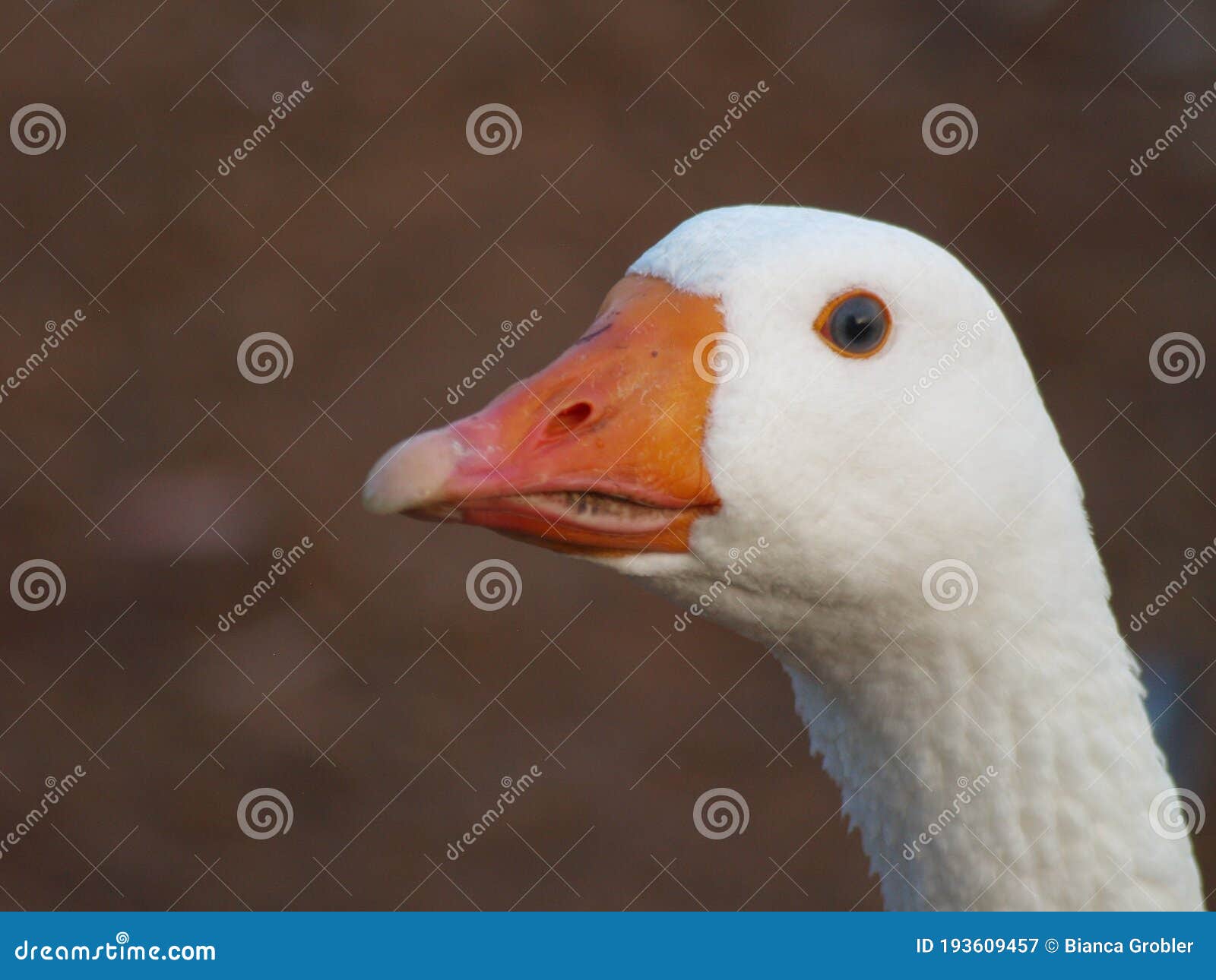 White Goose Bird Yellow Beak Stock Image - Image of wgite, waterfowl ...