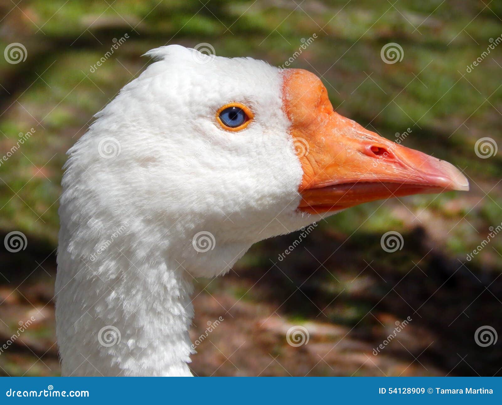 White goose with blue eye stock image. Image of neck - 54128909