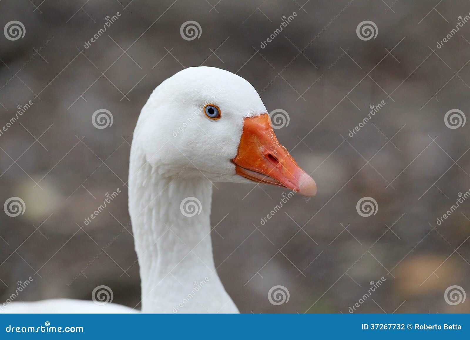White goose stock photo. Image of gazing, looking, curve - 37267732