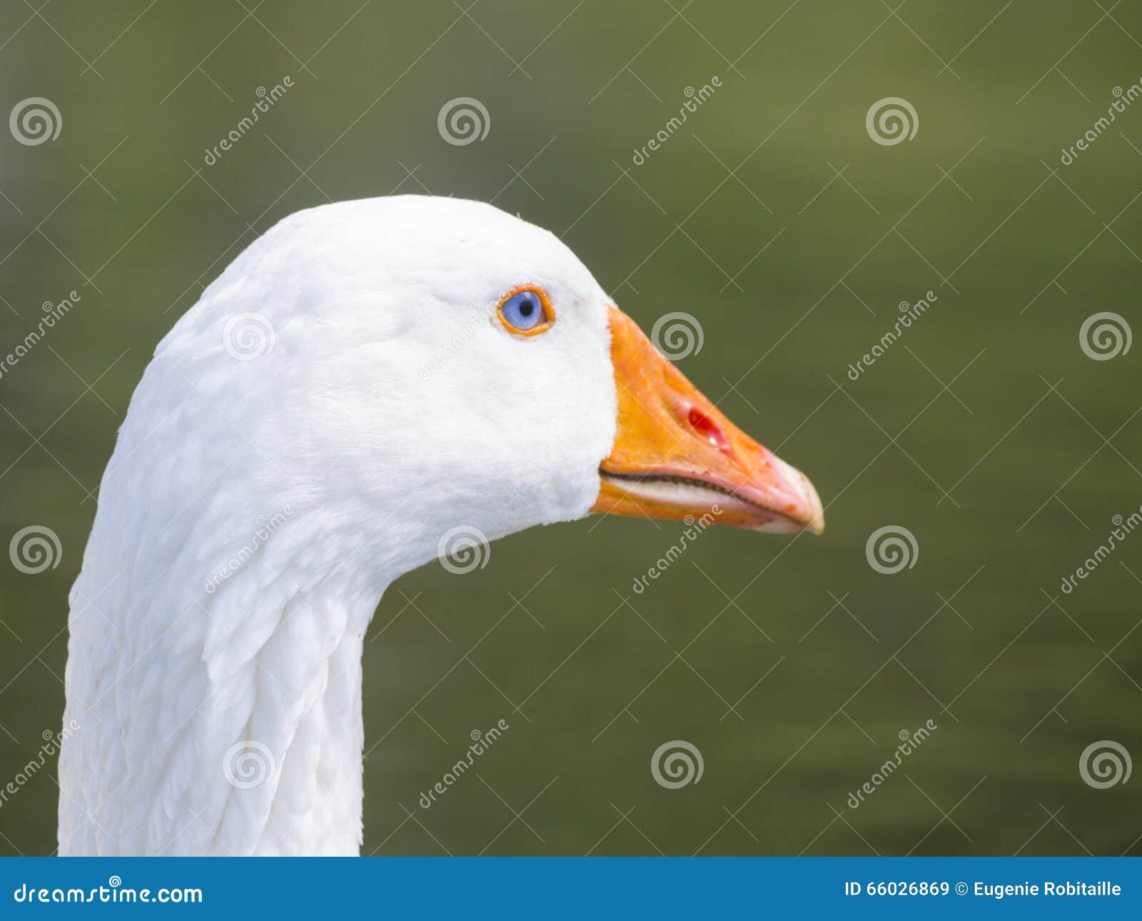 White Goose with blue eyes stock image. Image of goose - 66026869