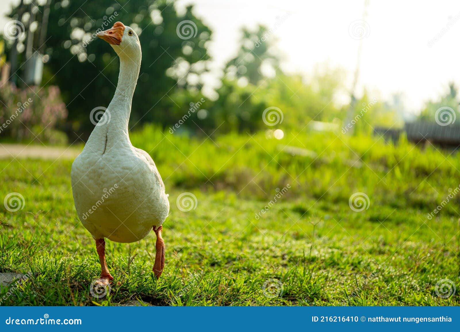 White Goose & X28;Chinese Goose& X29; Walking on the Green Grass Stock ...