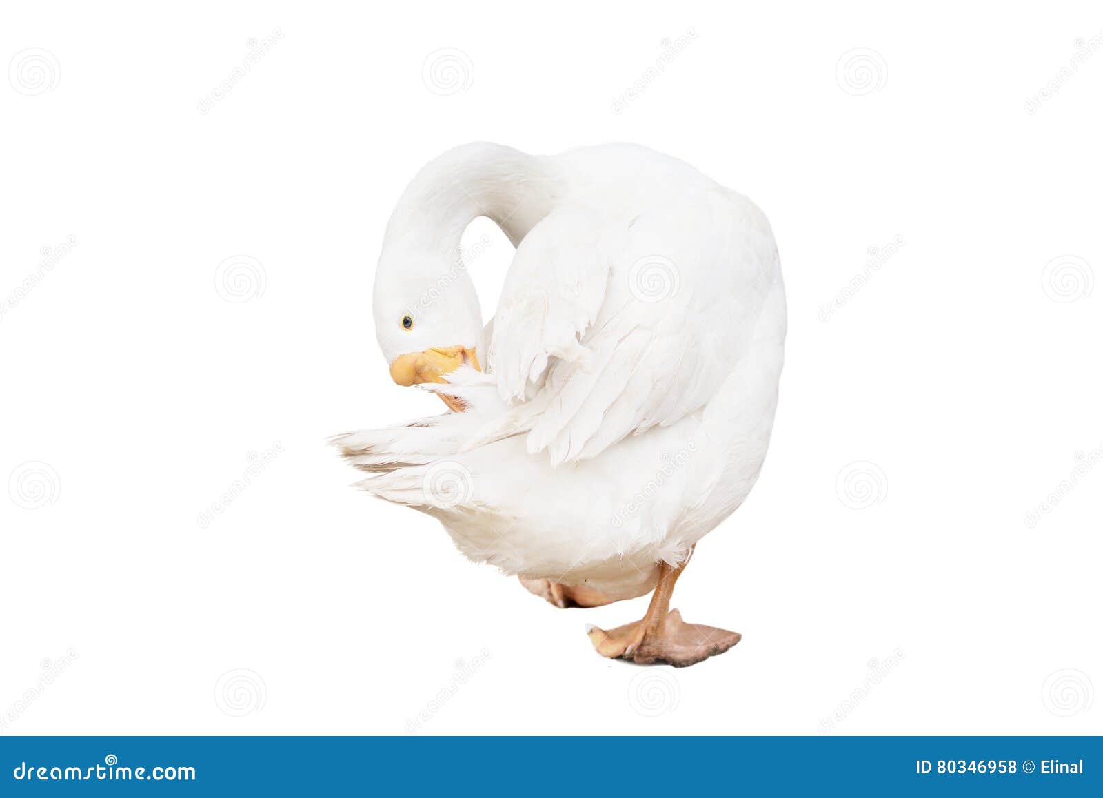 White Goose Cleaning Itself. Isolated on White Background Stock Photo ...