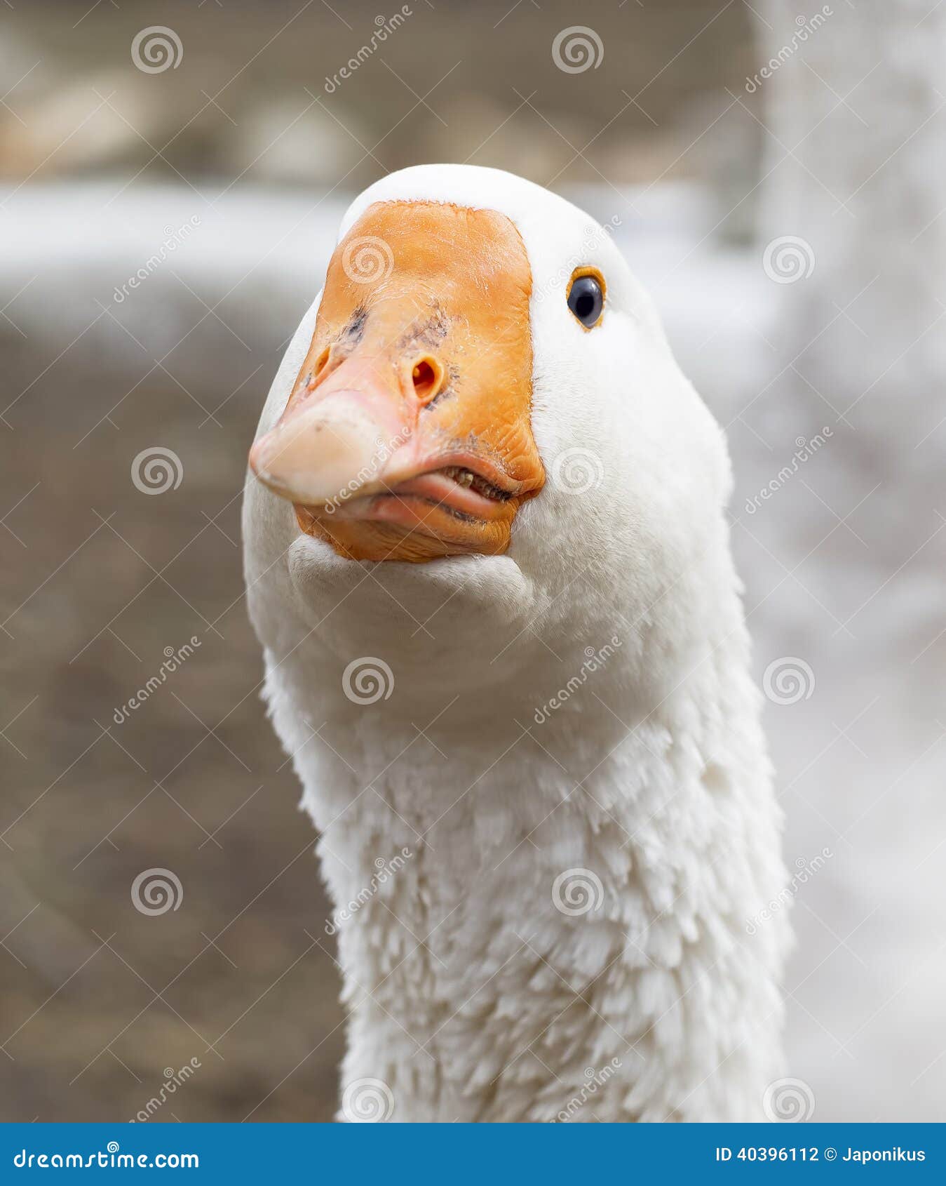White goose stock photo. Image of earth, natural, cute - 40396112