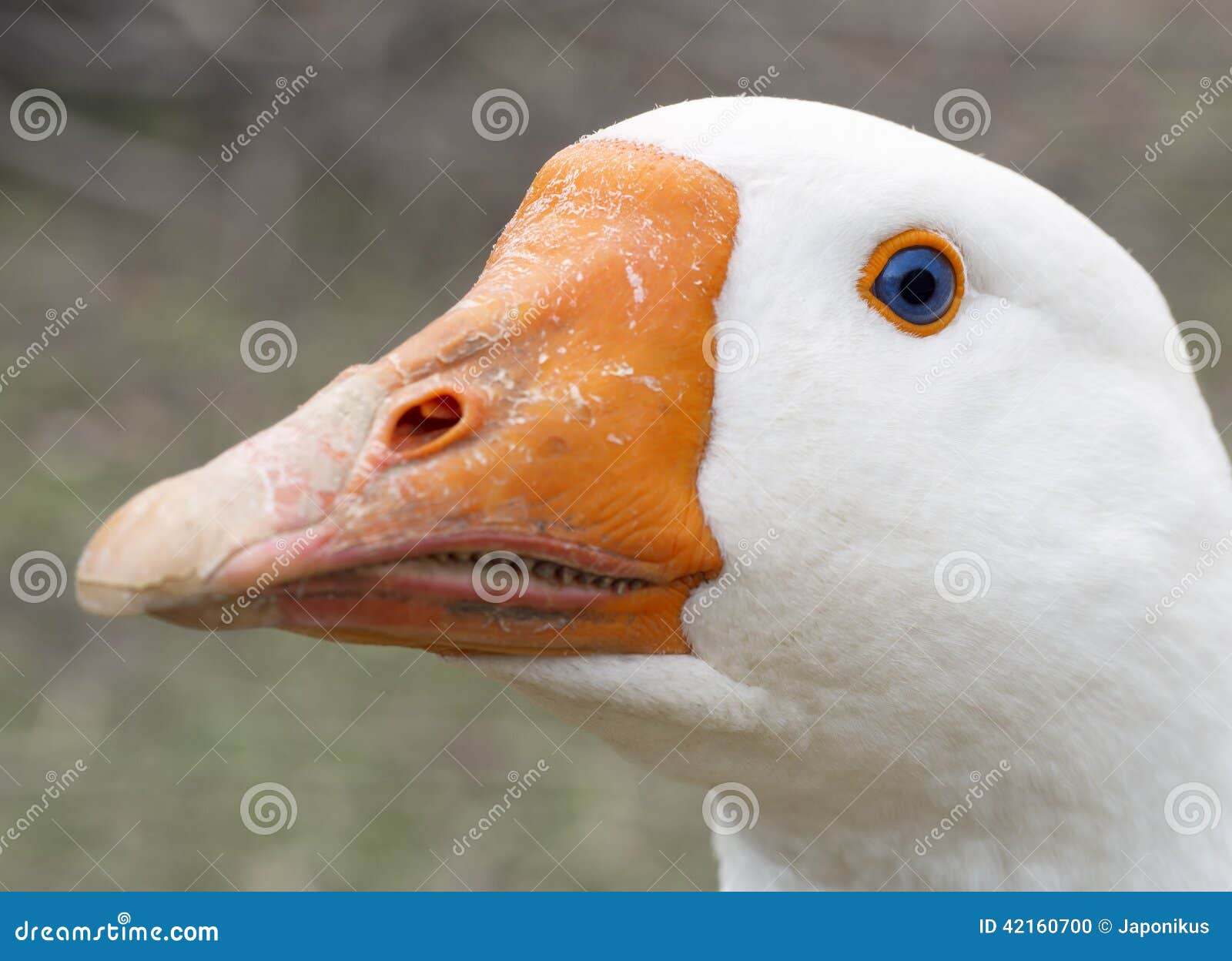White goose stock photo. Image of feather, domesticated - 42160700