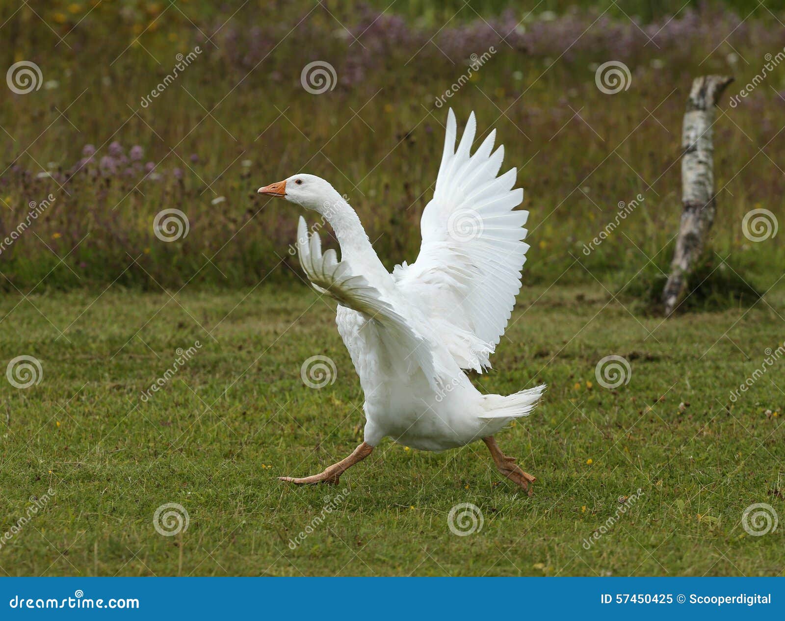 White Goose stock image. Image of feather, white, wings - 57450425