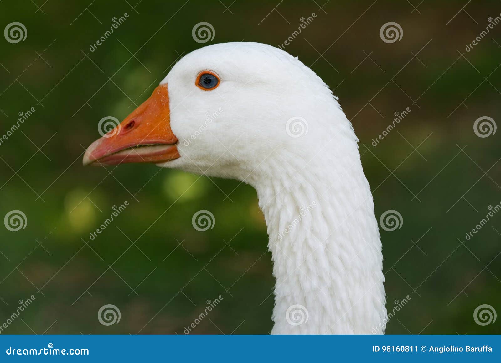 White goose stock image. Image of detail, feathers, bird - 98160811