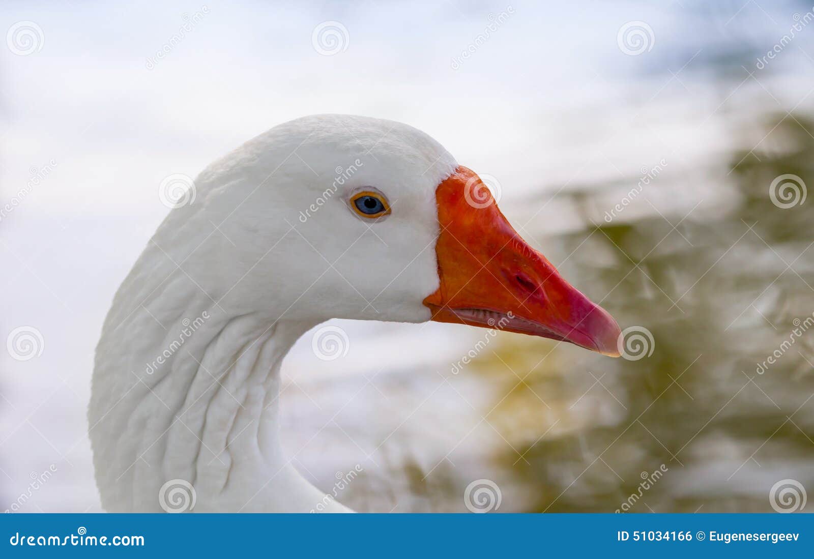 White Goose Close-up Profile Portrait Stock Photo - Image of nature ...