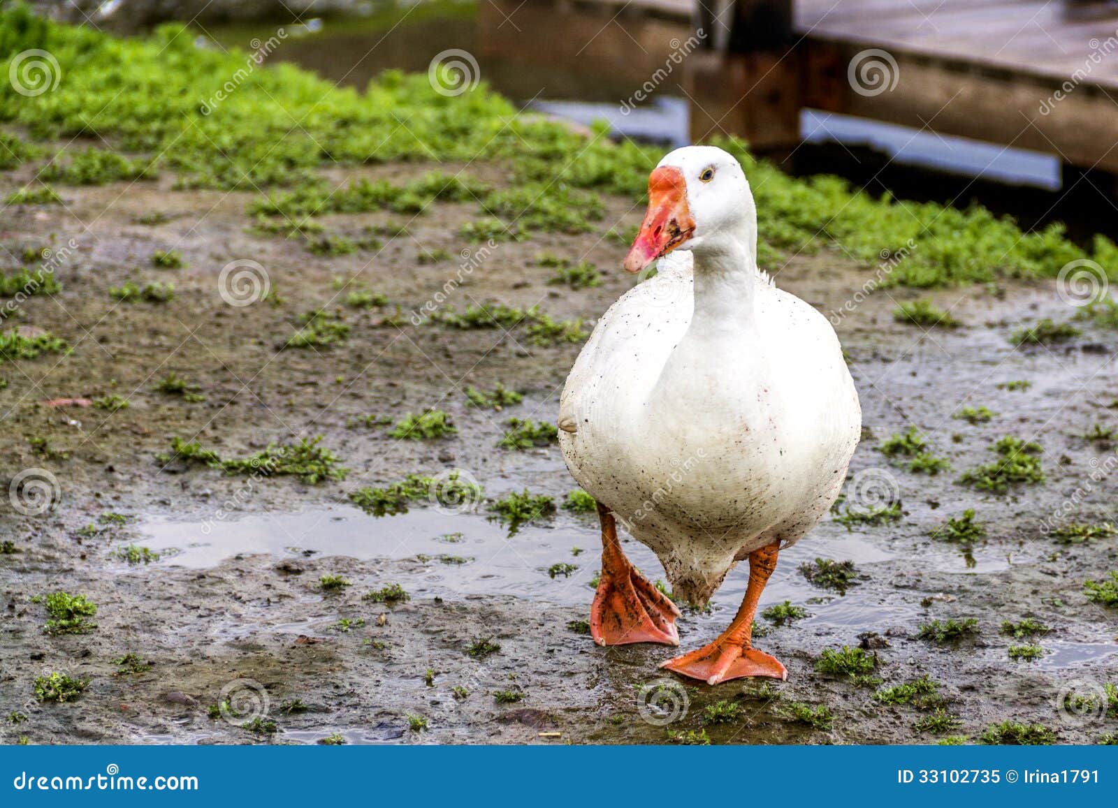 White Goose comes stock image. Image of animals, nature - 33102735