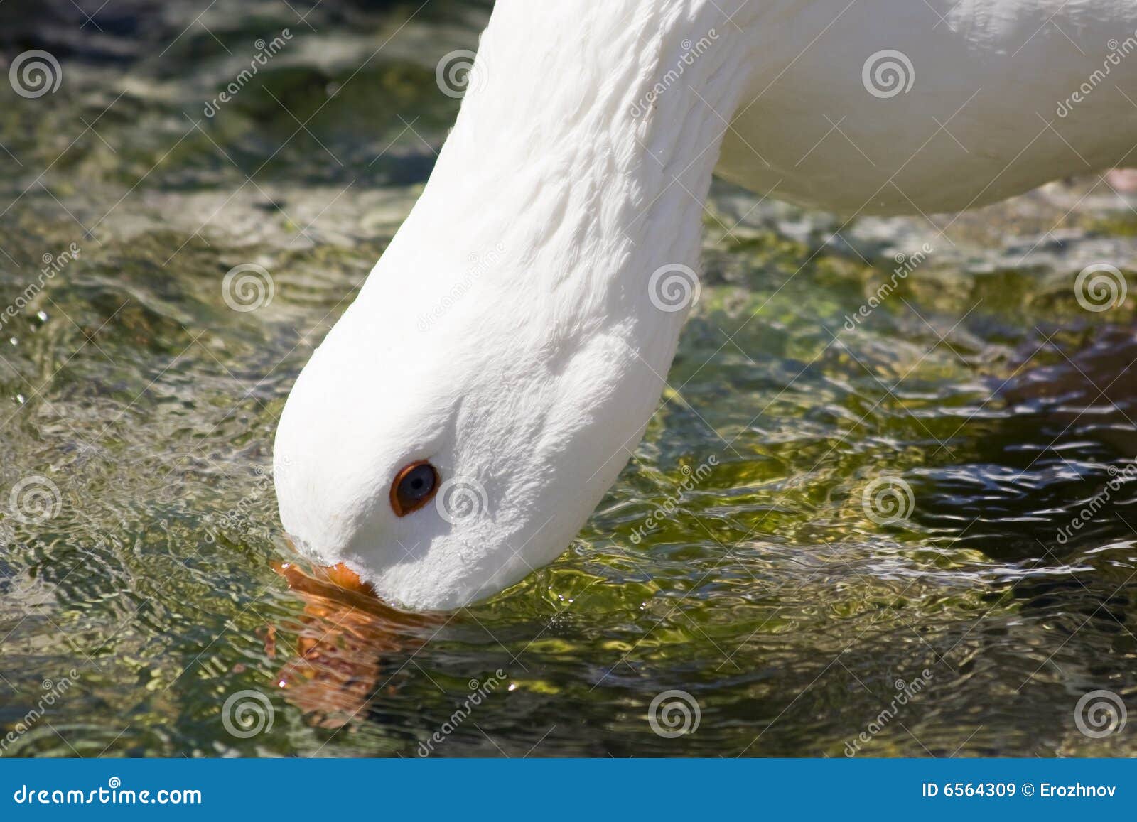 935 Goose Drinking Water Stock Photos - Free & Royalty-Free Stock ...