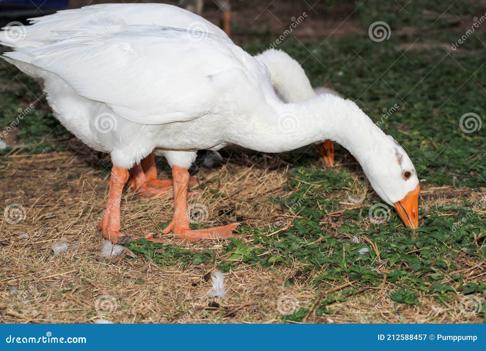 The White Goose Eating Grass in Garden Stock Image - Image of bird ...
