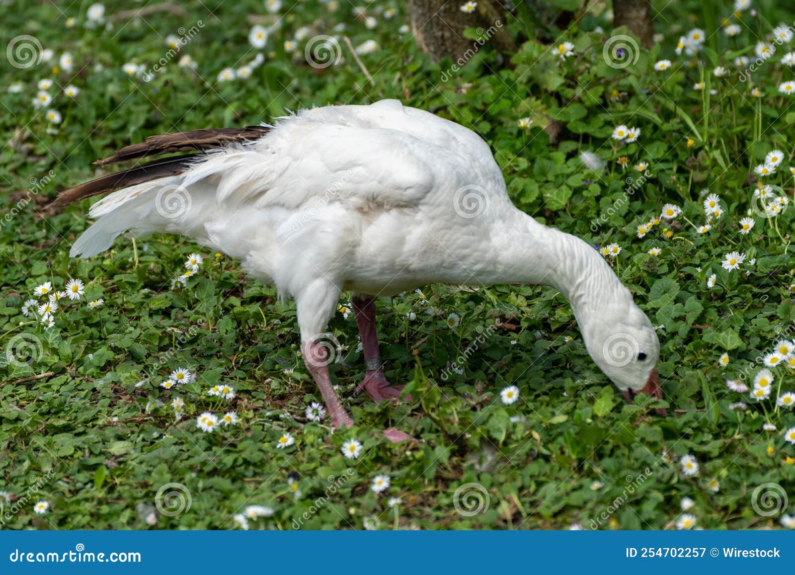 White Goose Eating Grass in Grassland Stock Image - Image of growth ...