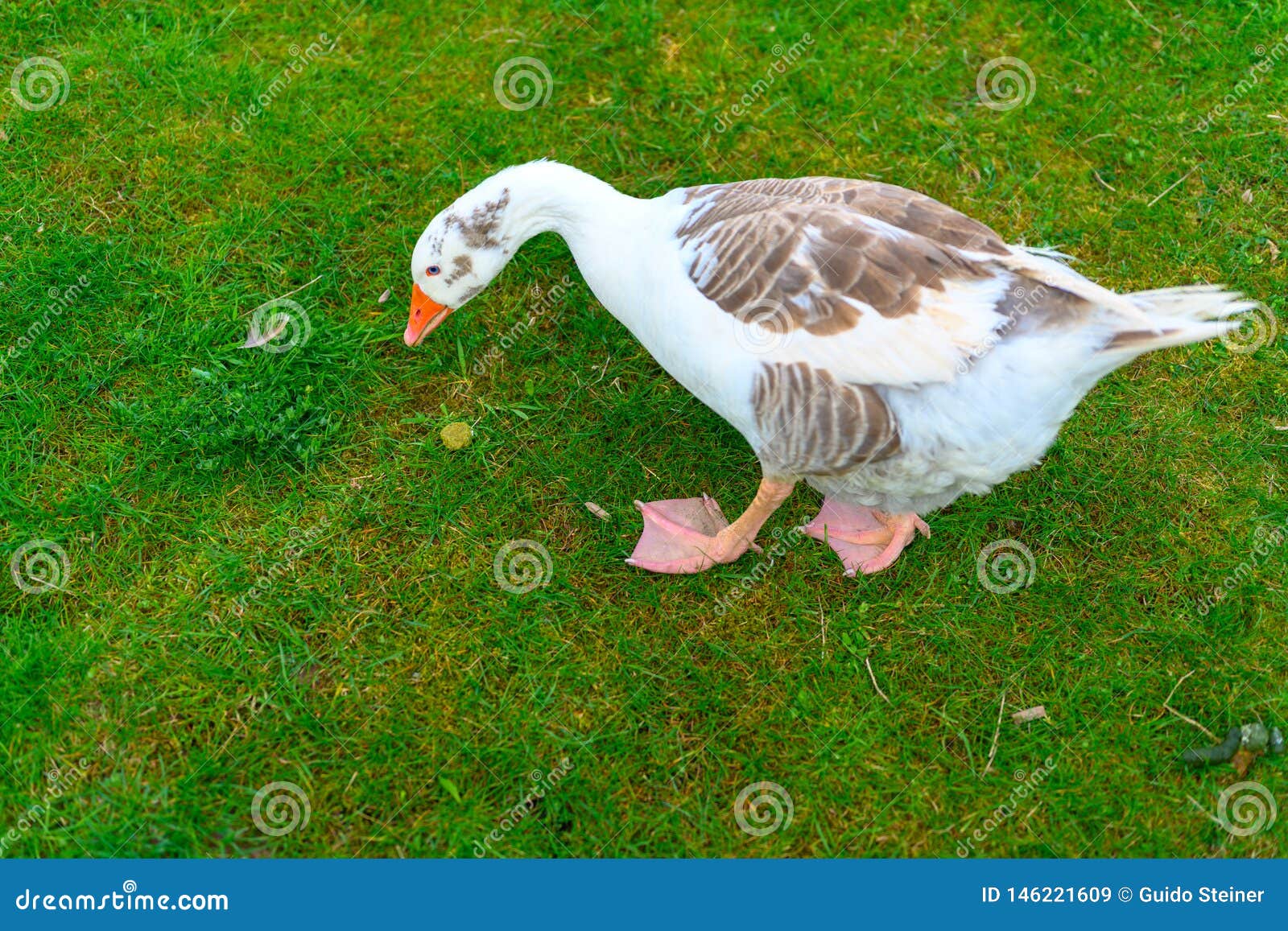 A White Goose is Eating Grass on a Green Field Stock Image - Image of ...