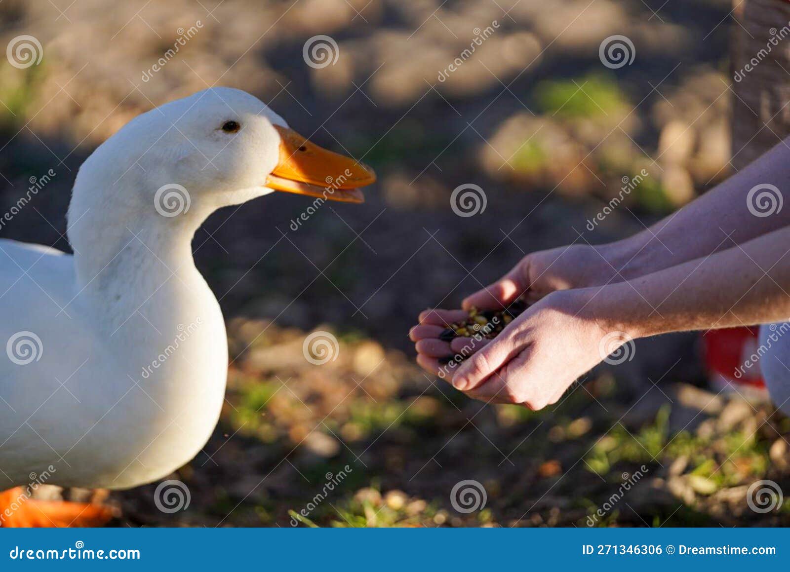 White Goose Eats Food from the Hands. Domestic Bird Stock Photo - Image ...