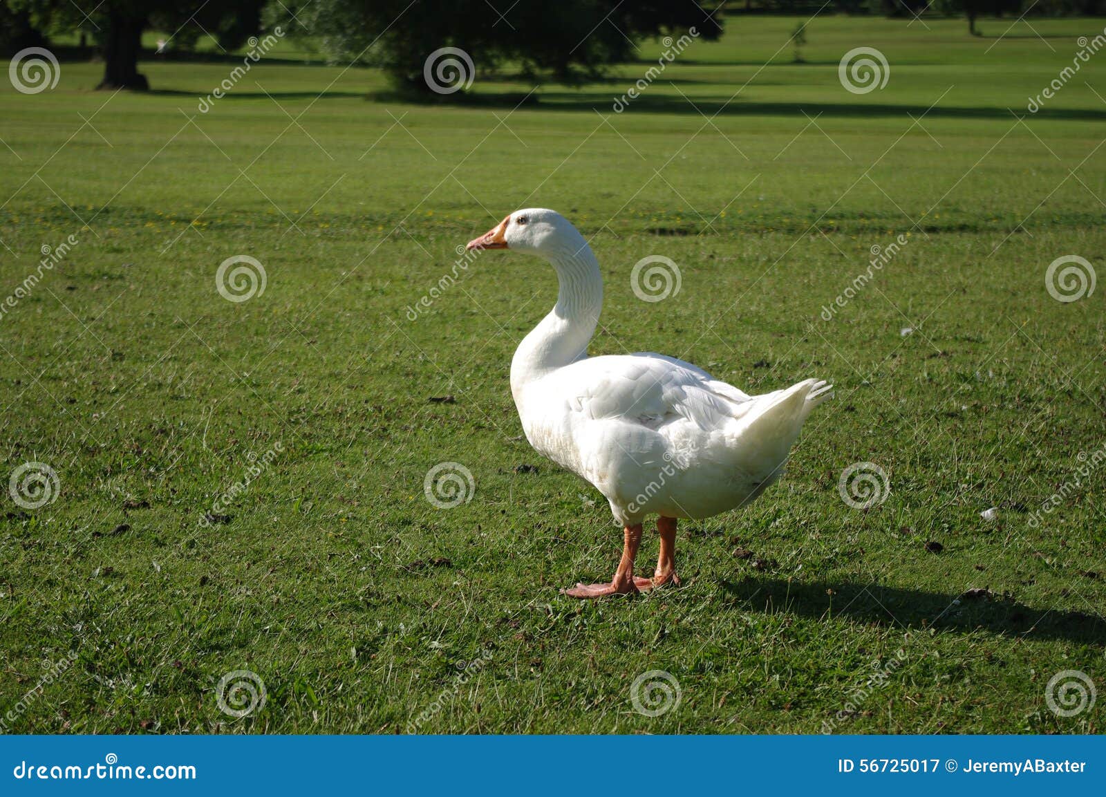 White Goose stock image. Image of birds, shadows, sunshine - 56725017