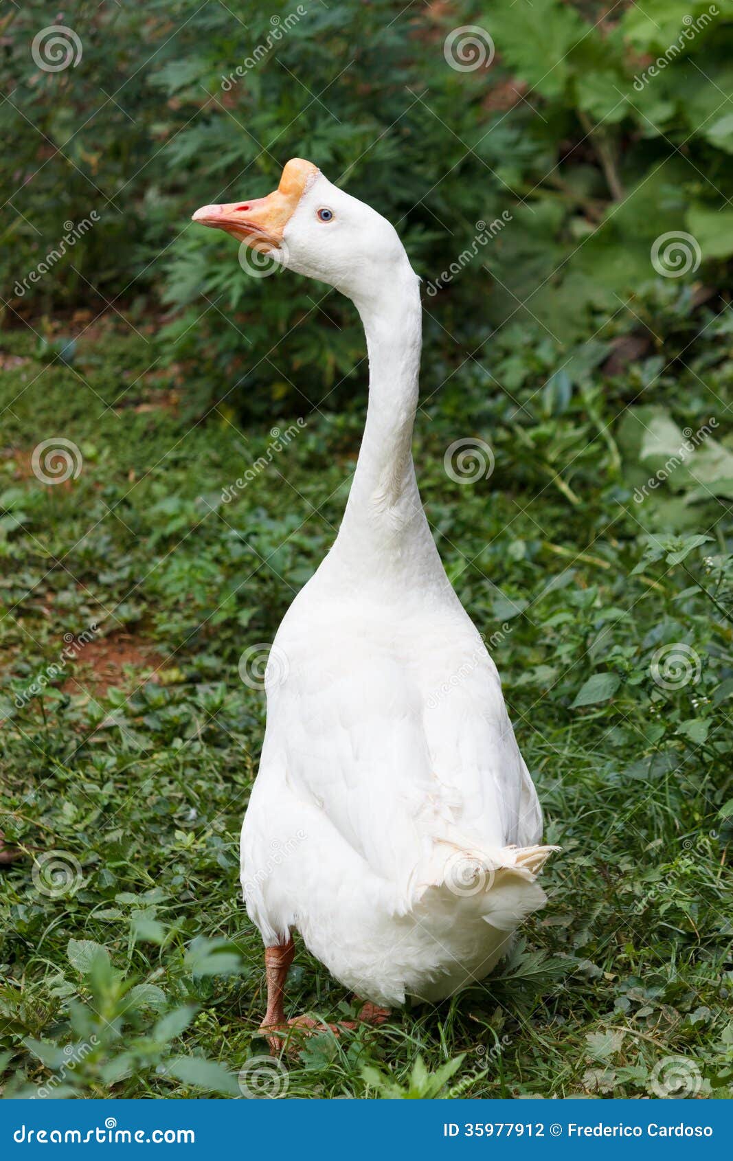 White goose stock photo. Image of feather, curved, domestic - 35977912