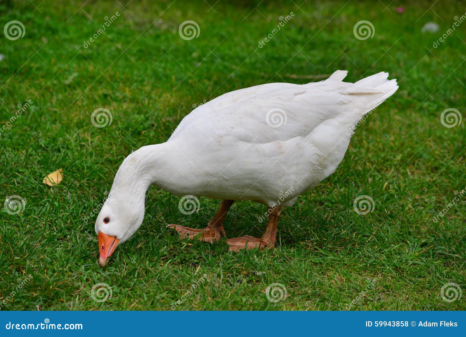 White goose on a farm stock photo. Image of rural, village - 59943858