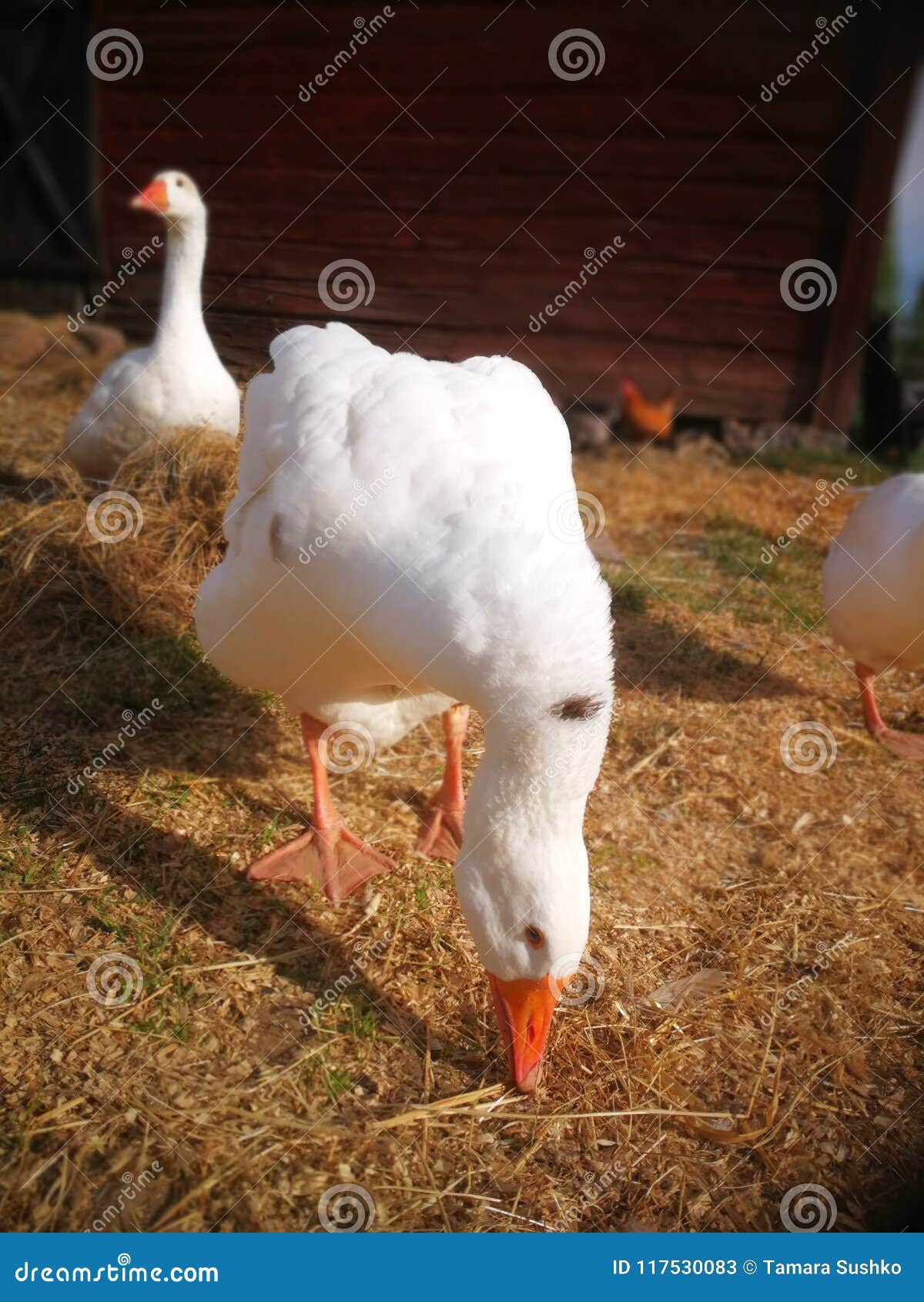 White goose at farm stock image. Image of farm, swedish - 117530083