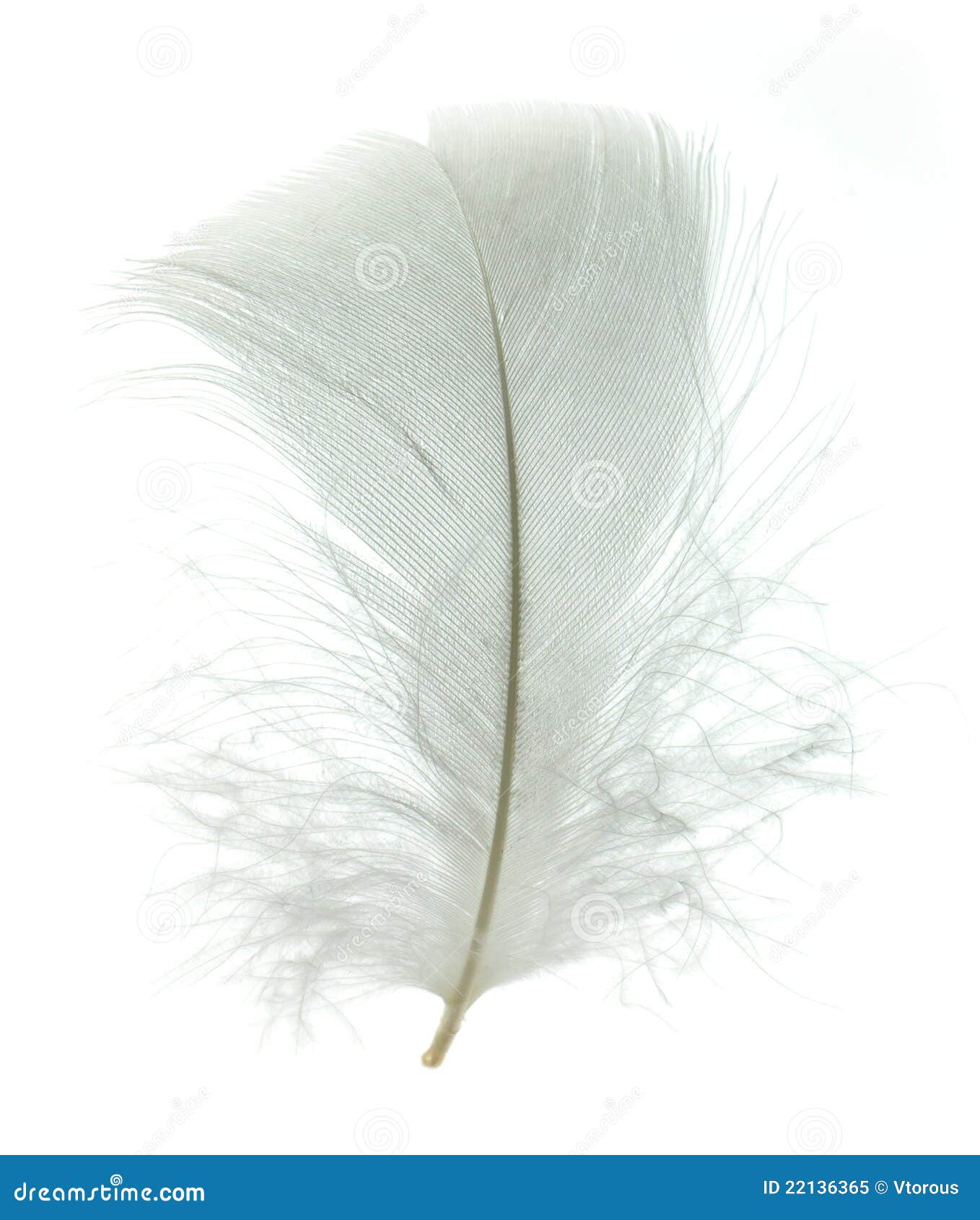 White goose feather stock image. Image of white, abstract - 22136365