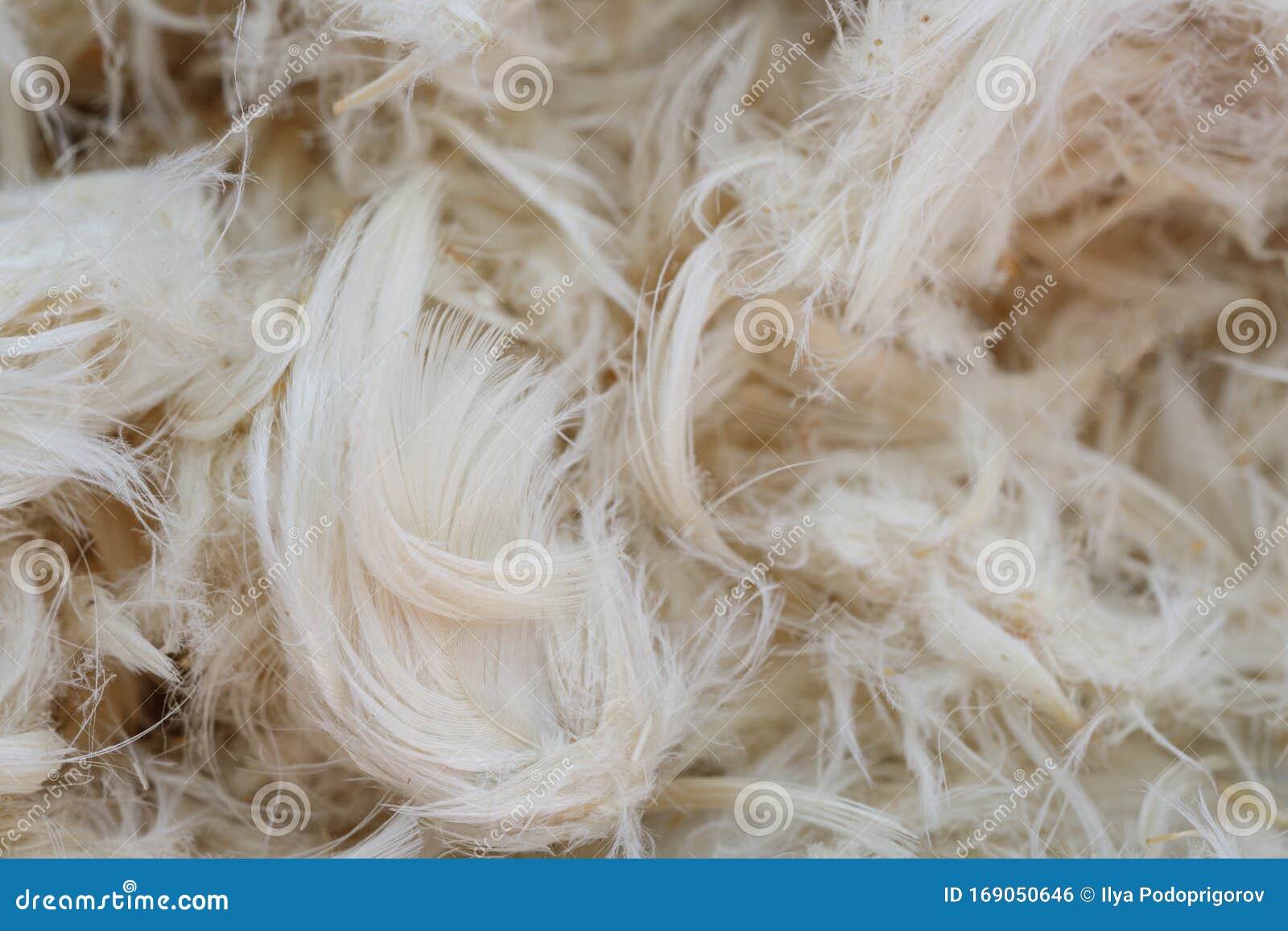 White Goose Feathers and Fluff from Pillows Texture Stock Photo - Image ...