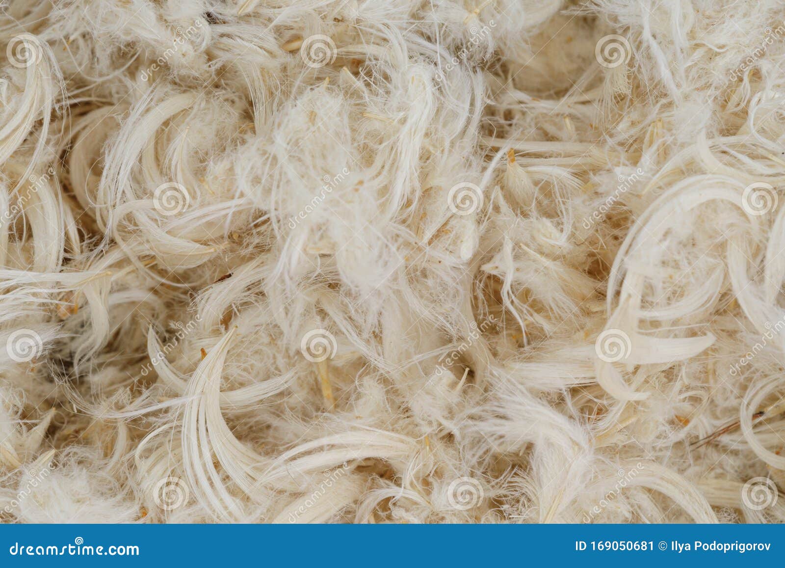 White Goose Feathers and Fluff from Pillows Texture Stock Image - Image ...