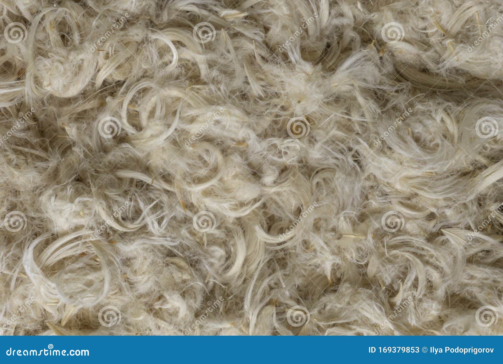 White Goose Feathers and Fluff from Pillows Texture Background Stock ...