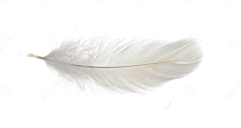 White Goose Feathers on White Isolated Background Stock Illustration ...