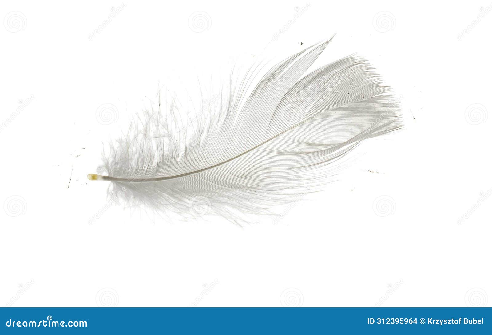 White Goose Feathers on White Isolated Background Stock Illustration ...