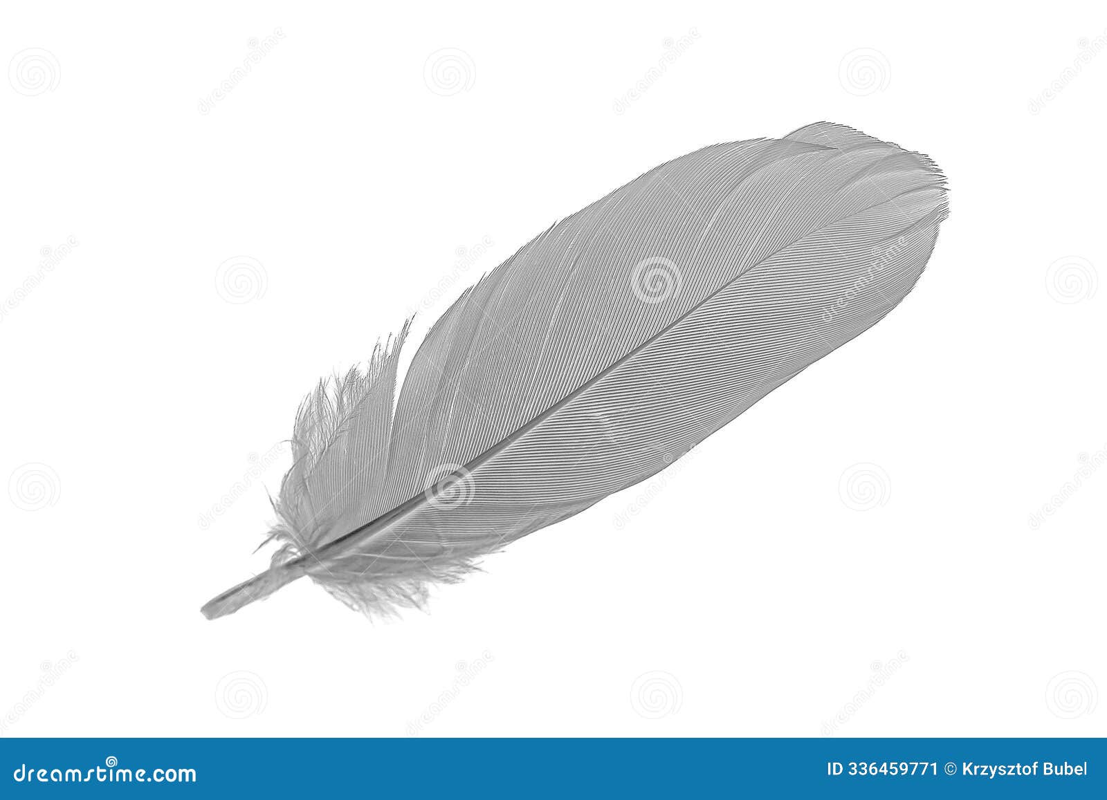 White Goose Feathers on a White Background Stock Image - Image of ...