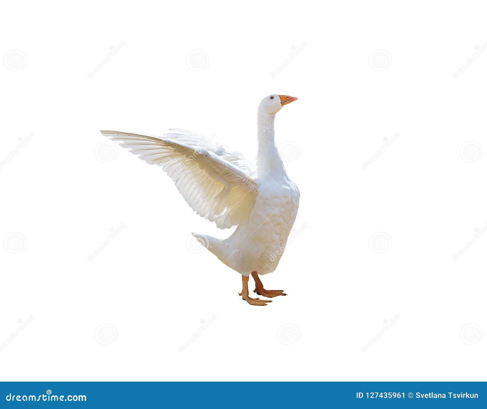 White goose flapping stock image. Image of flapping - 127435961