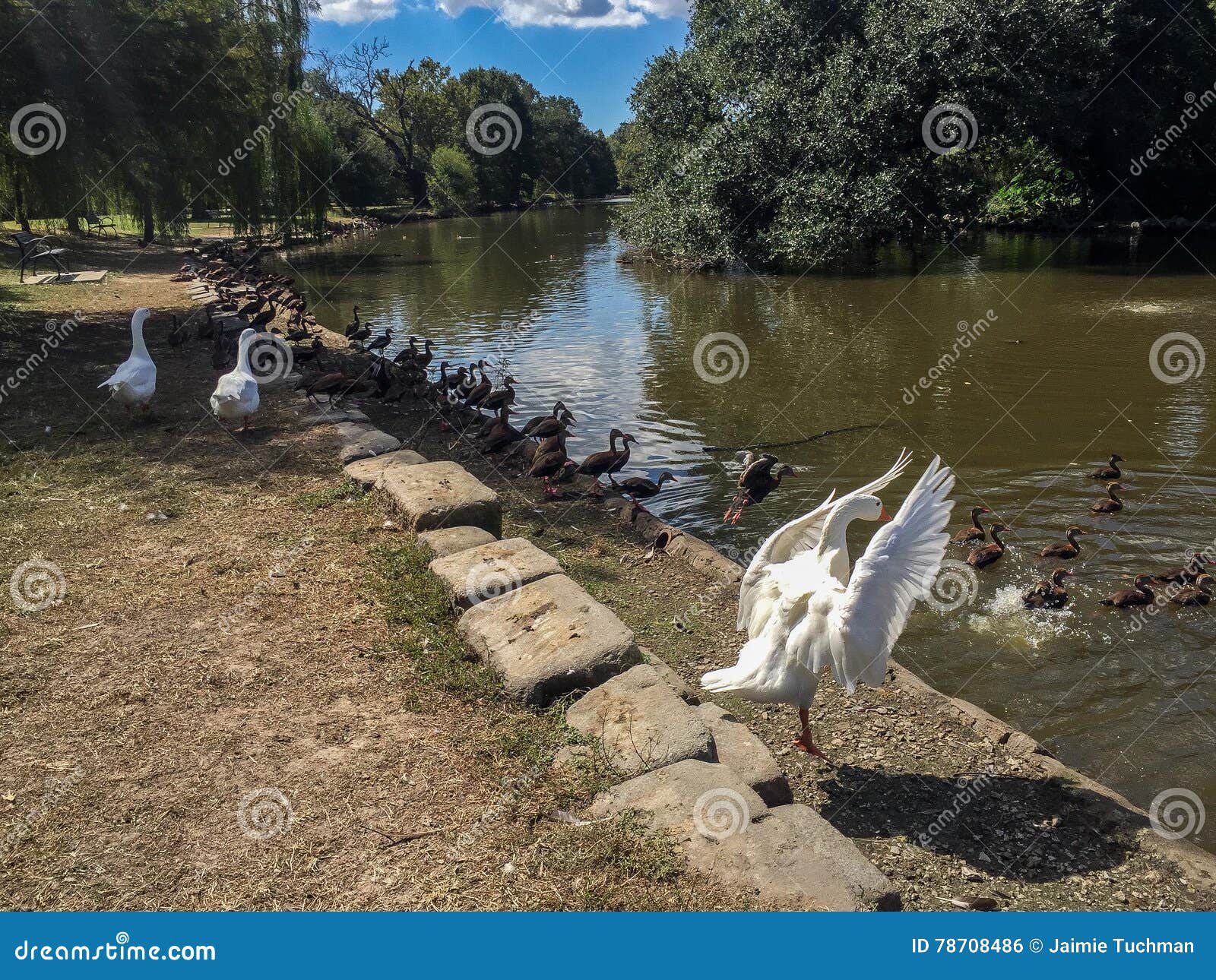 White goose flaps wings stock photo. Image of audubon - 78708486