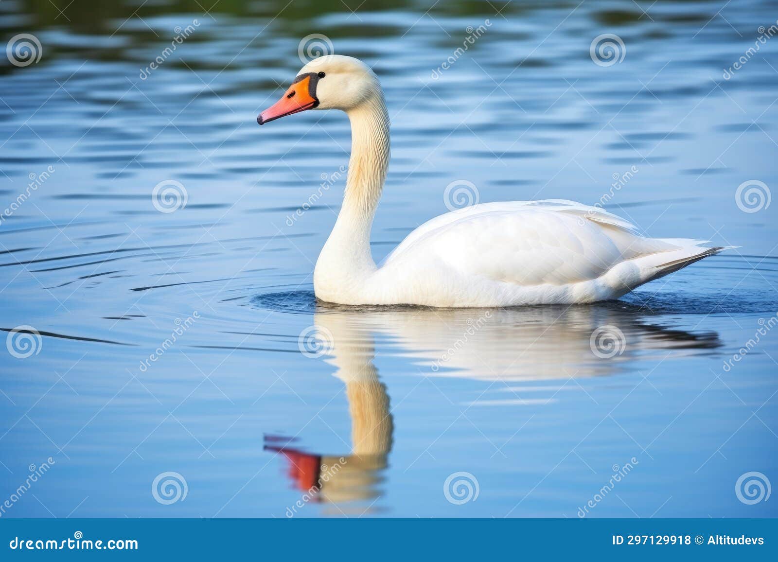 A White Goose Floating on a Clear, Calm Lake Stock Photo - Image of ...