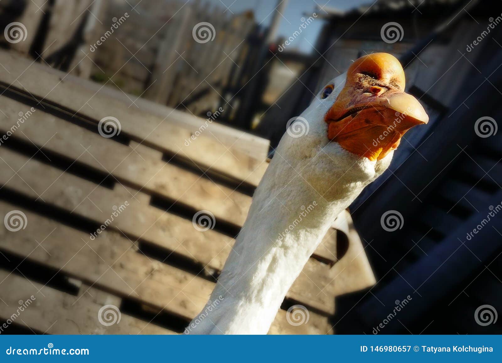 White Goose Gander Bird Head with Copy Space Stock Image - Image of ...