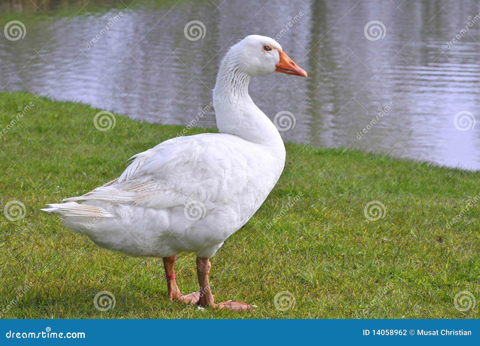 White goose on grass stock photo. Image of anatidae, profile - 14058962