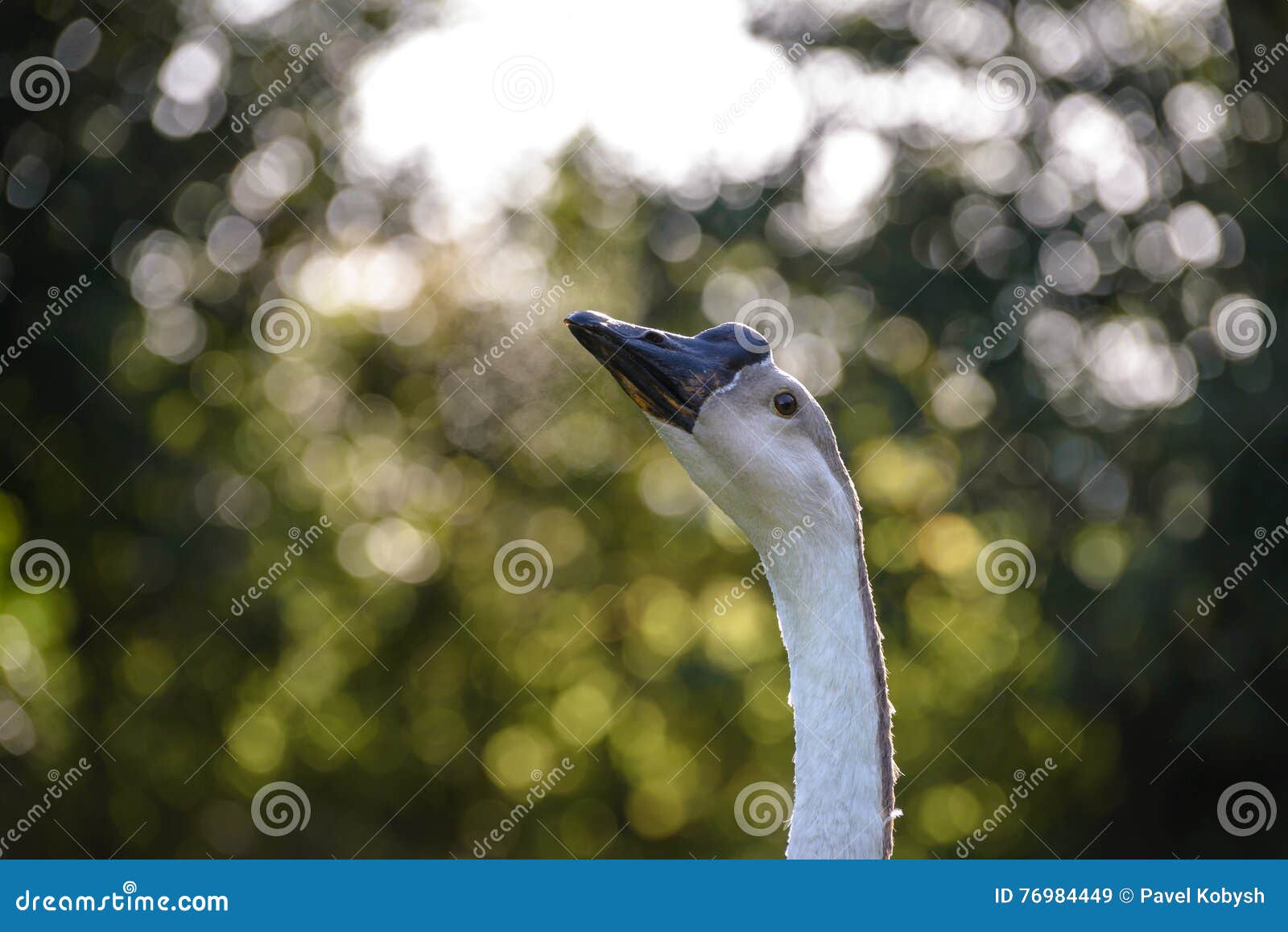 White goose head stock image. Image of domestic, lead - 76984449