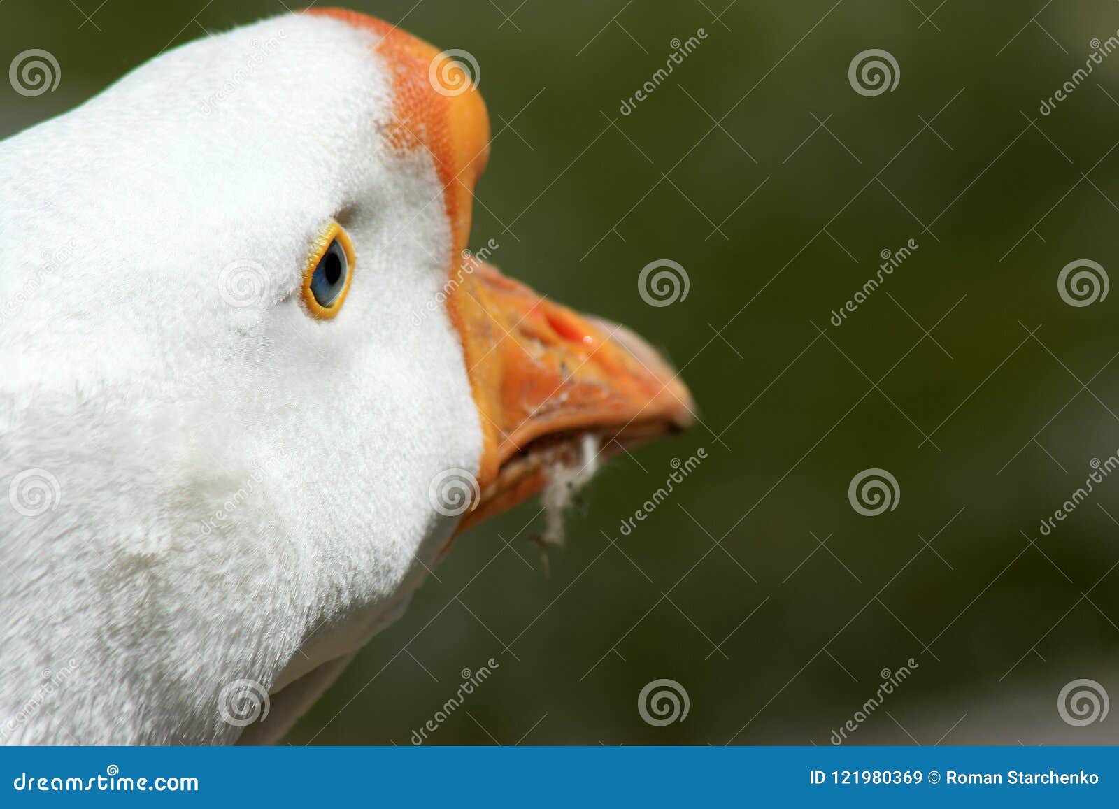 White Goose Head, Rear View. Stock Image - Image of poultry, studio ...