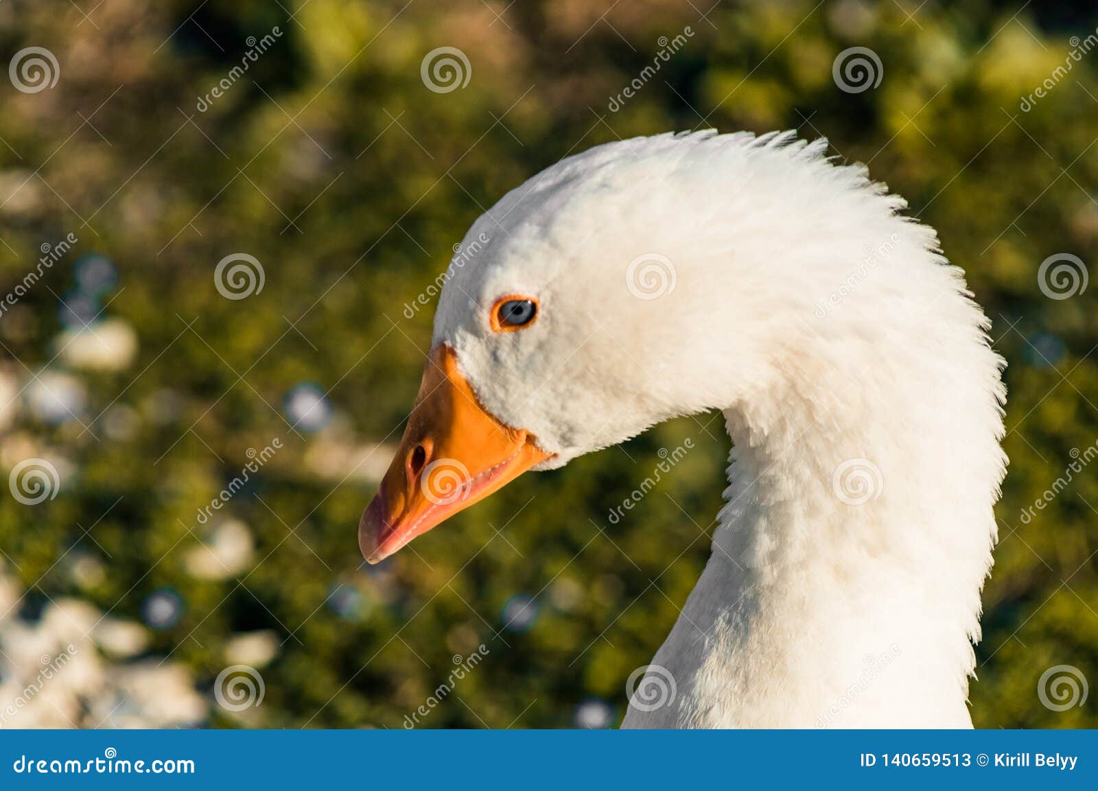 White goose head stock image. Image of beak, full, cutout - 140659513