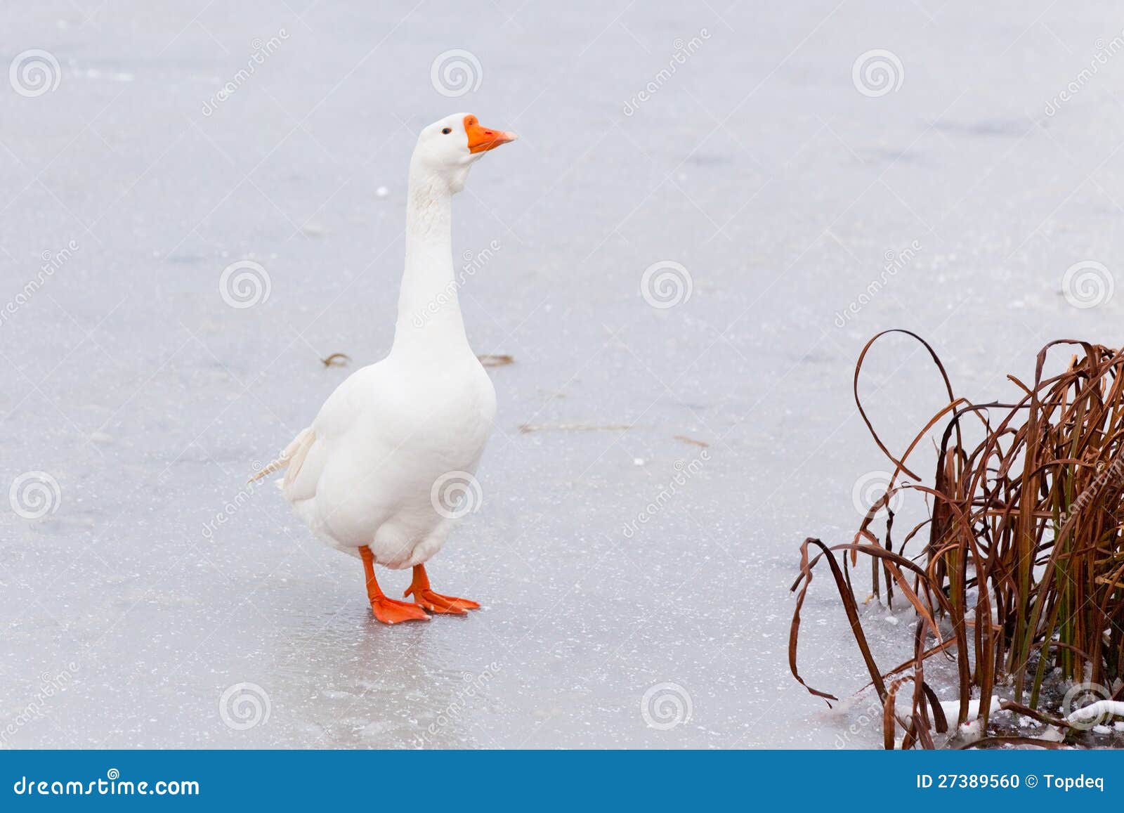 White Goose on Ice stock photo. Image of outdoors, walking - 27389560