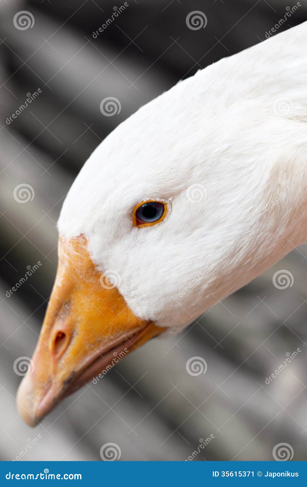 White goose isolated stock image. Image of flock, countryside - 35615371
