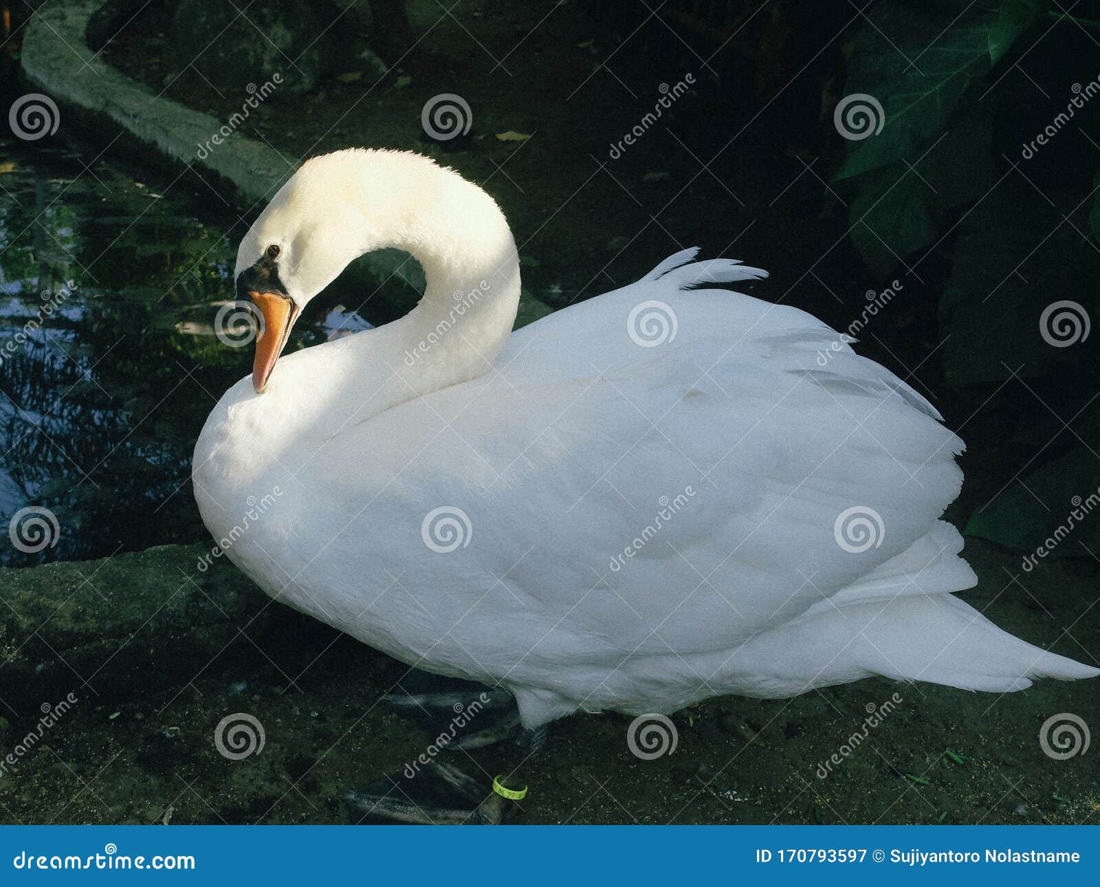 White Goose Looking at the Camera in a Zoo Stock Image - Image of ...