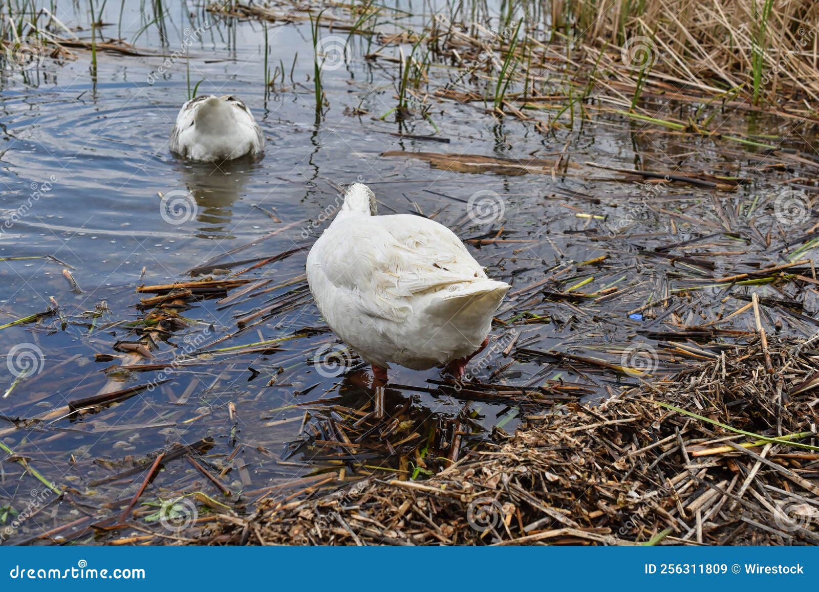 White Goose Looking for Food on the Lake Stock Image - Image of river ...