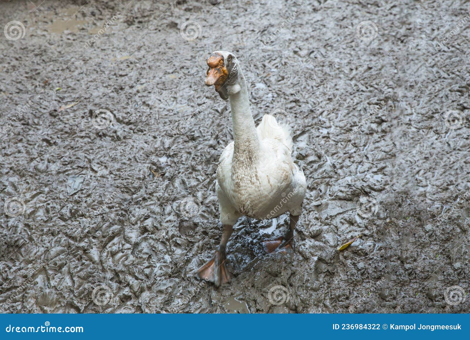 White Goose in the Mud Soil, Focus Selective Stock Photo - Image of ...