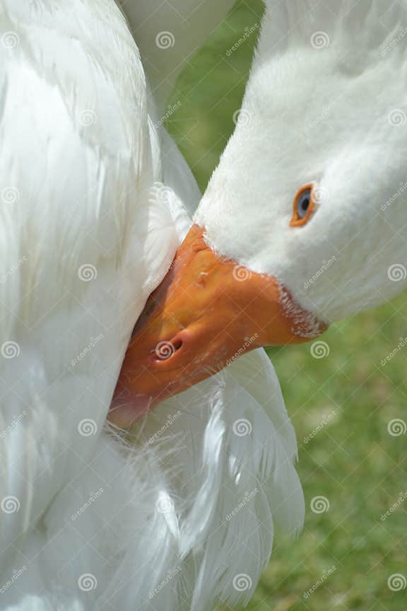 White Goose stock photo. Image of goose, nature, feathers - 82804034