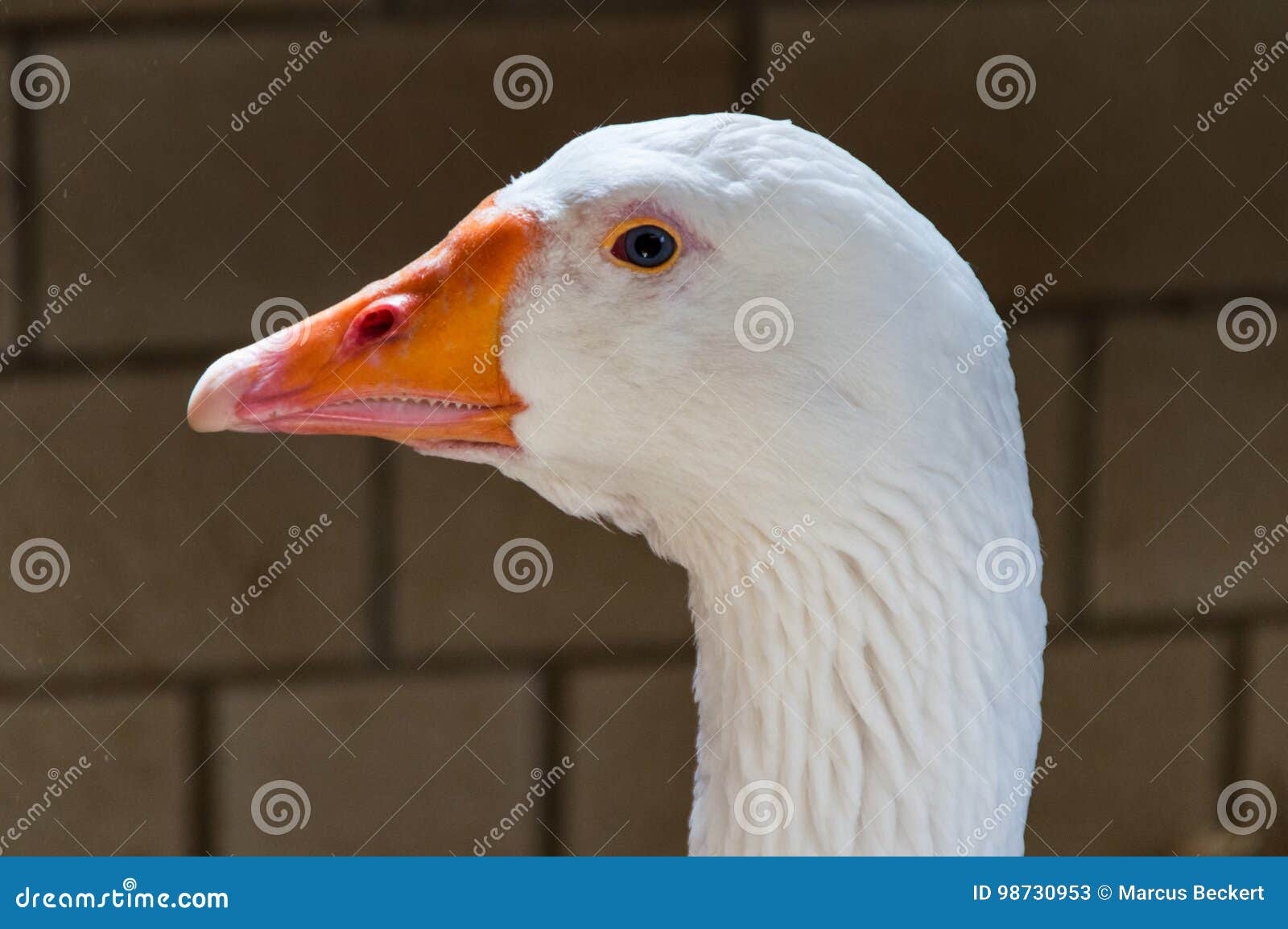 White goose with pink beak stock image. Image of beautiful - 98730953