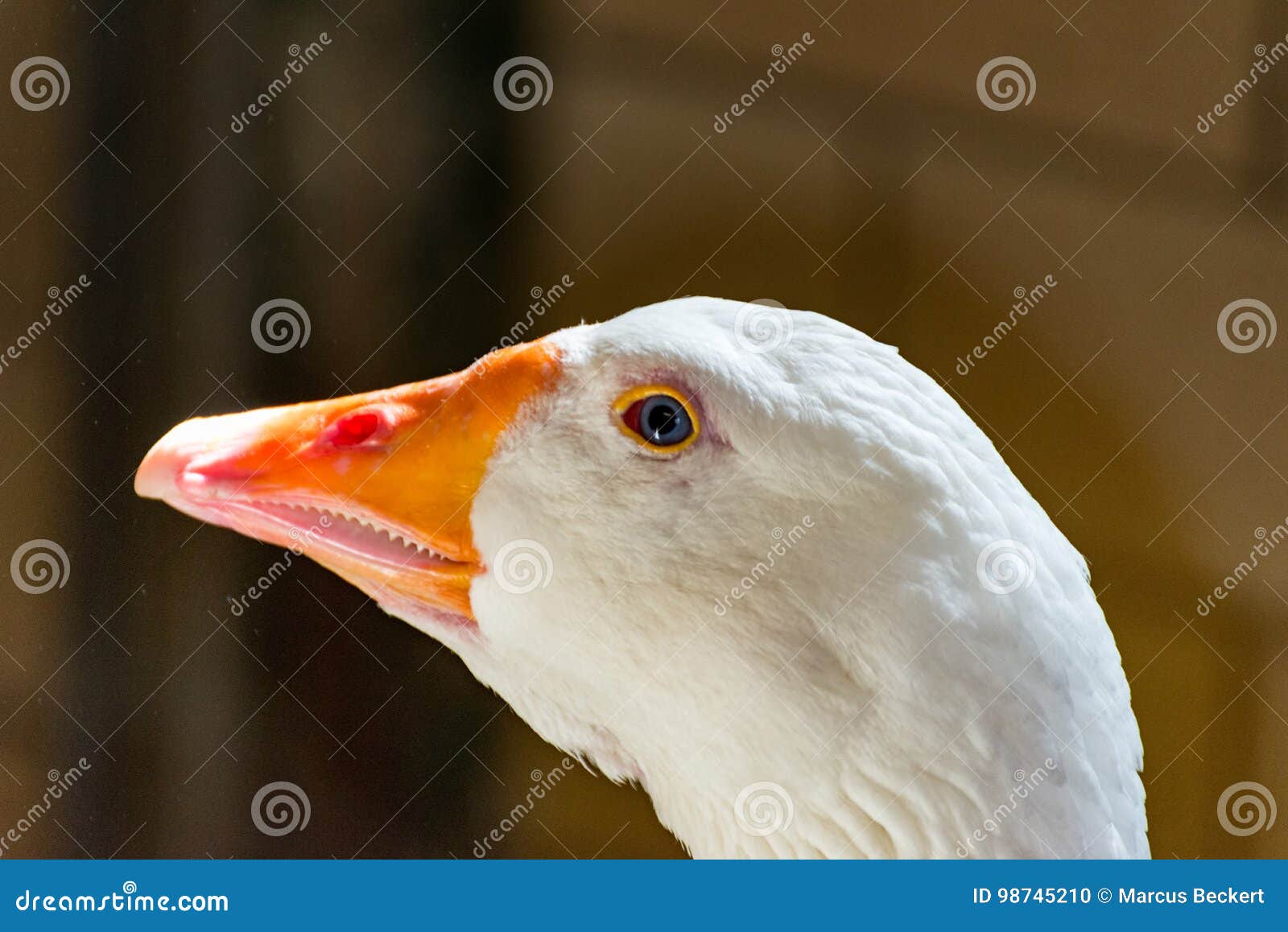 White goose with pink beak stock photo. Image of character - 98745210