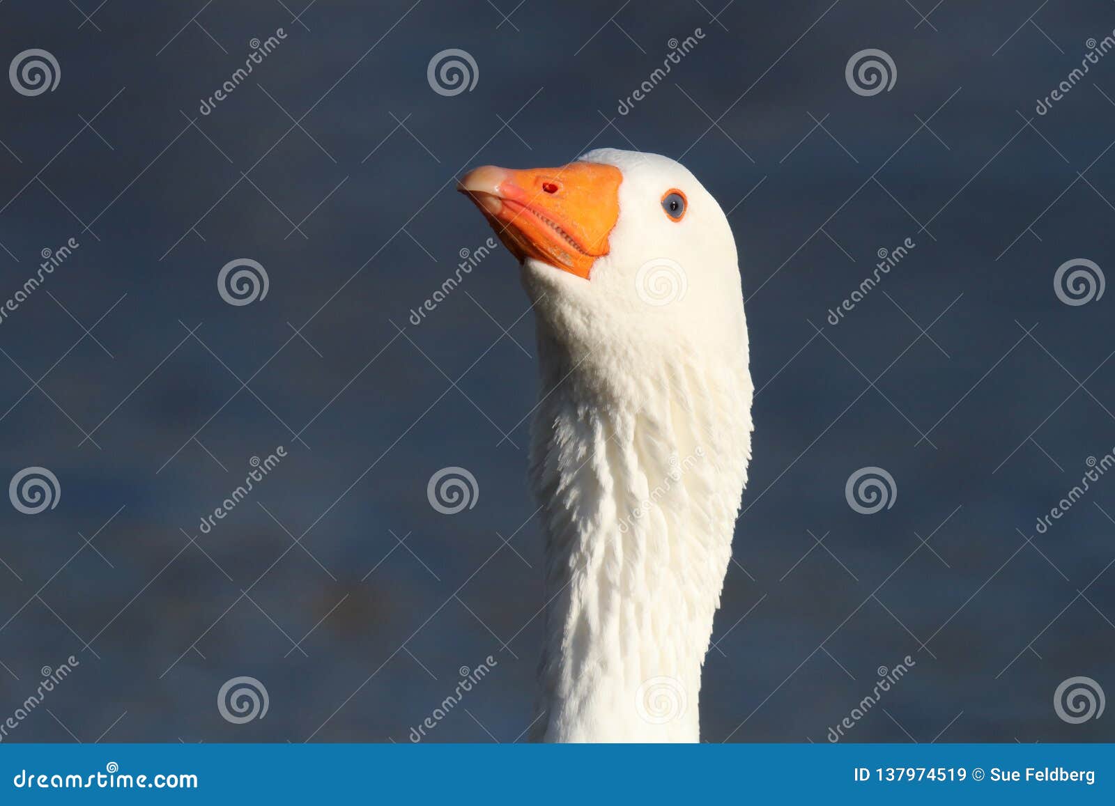 A White Goose in Profile stock image. Image of feathers - 137974519