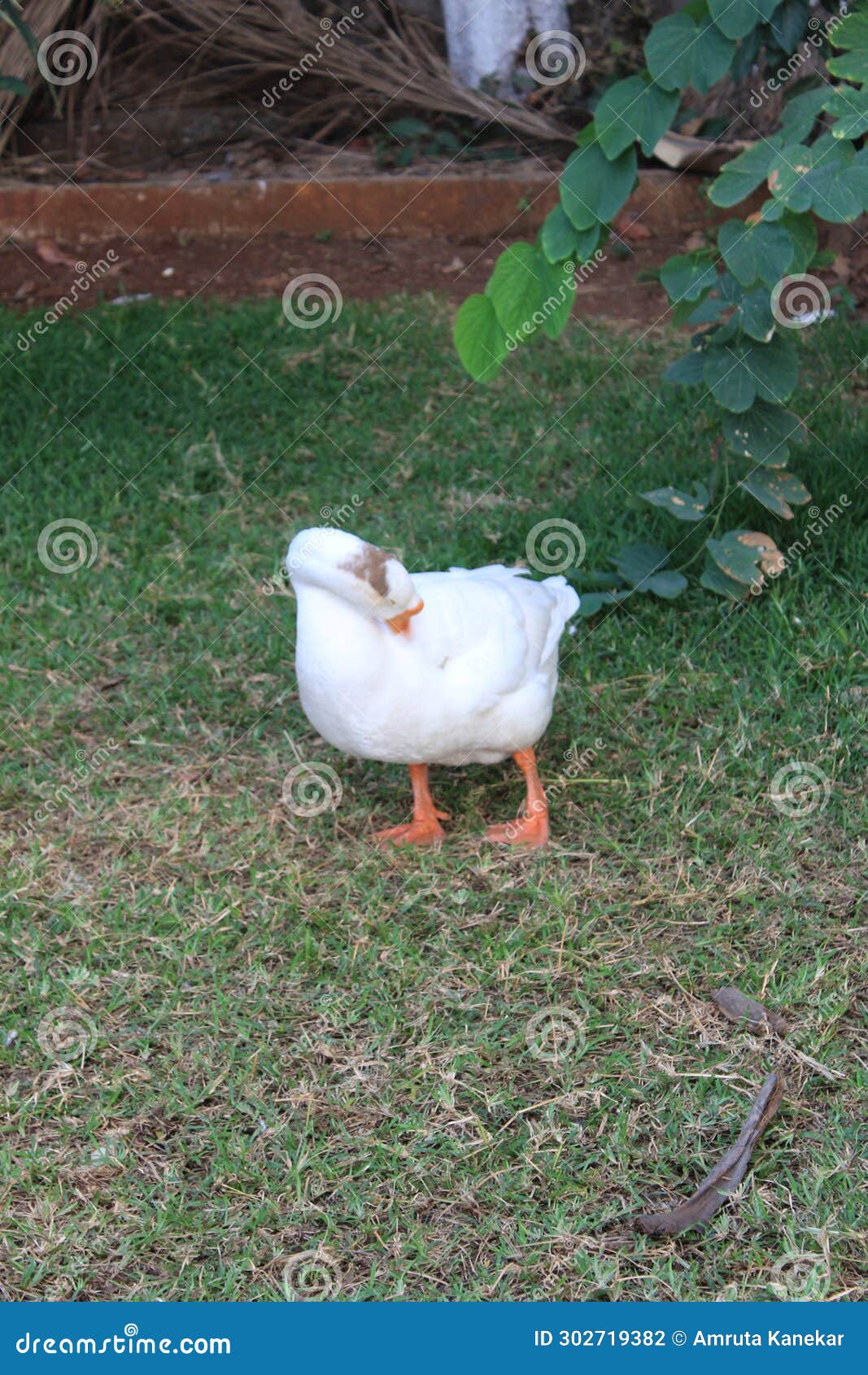 White Goose Scratches Body on Grass Stock Photo - Image of cute, nature ...