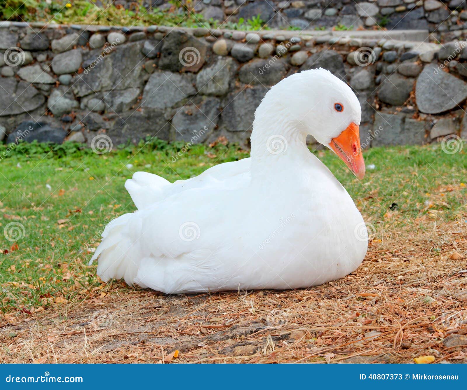 White Goose stock image. Image of closeup, backyard, colorful - 40807373