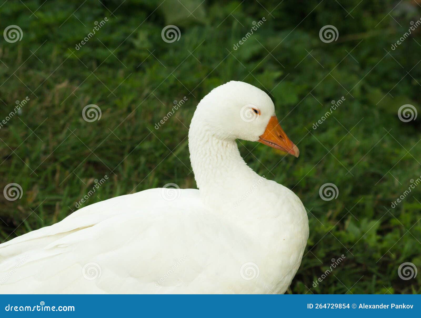 White Goose Sitting on the Green Grass Stock Photo - Image of waterfowl ...