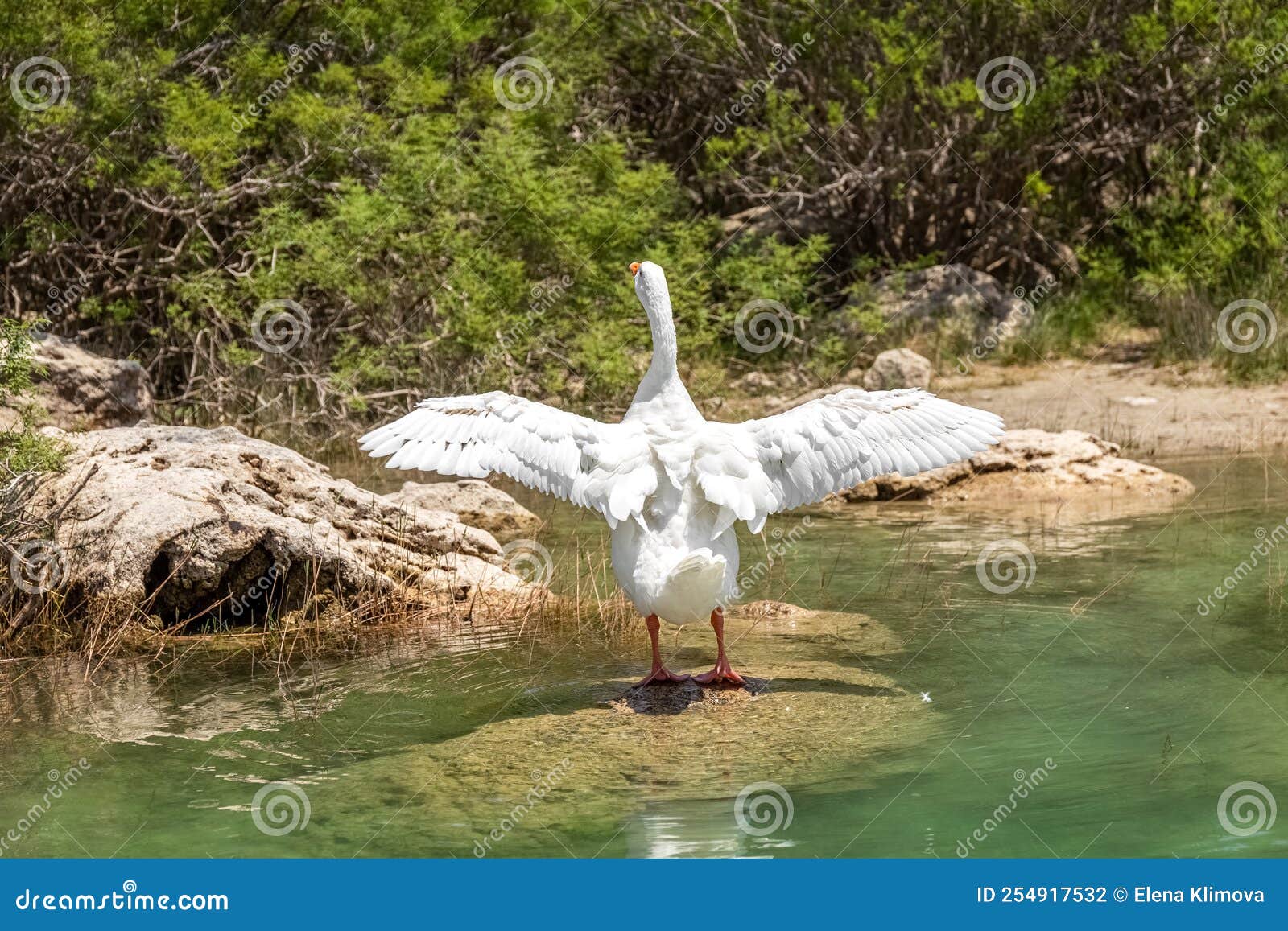 The White Goose Spread Its Wings. Stock Photo - Image of natural, bird ...