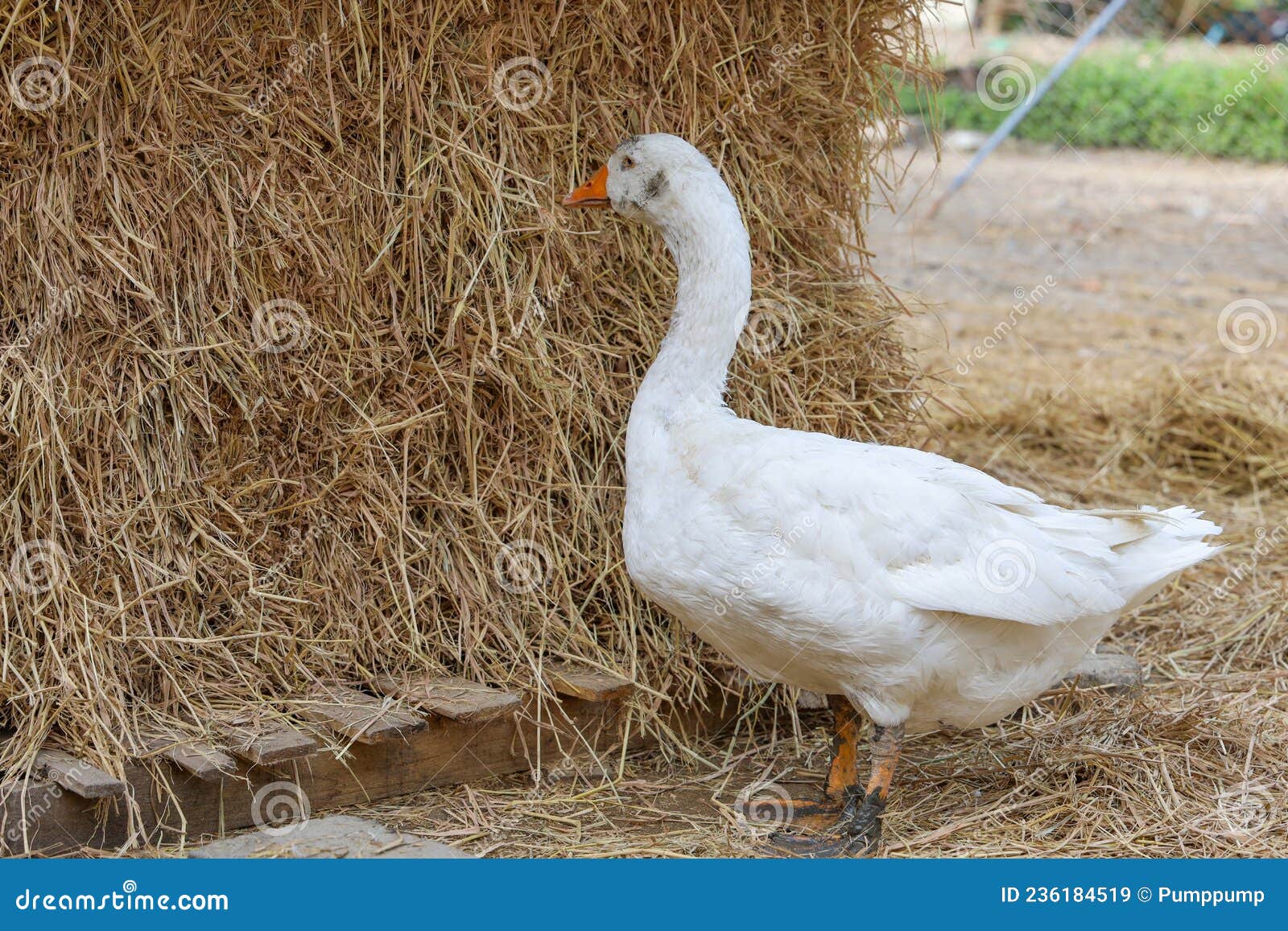 The White Goose is Stay after Play Mud in Garden is Asia Stock Image ...
